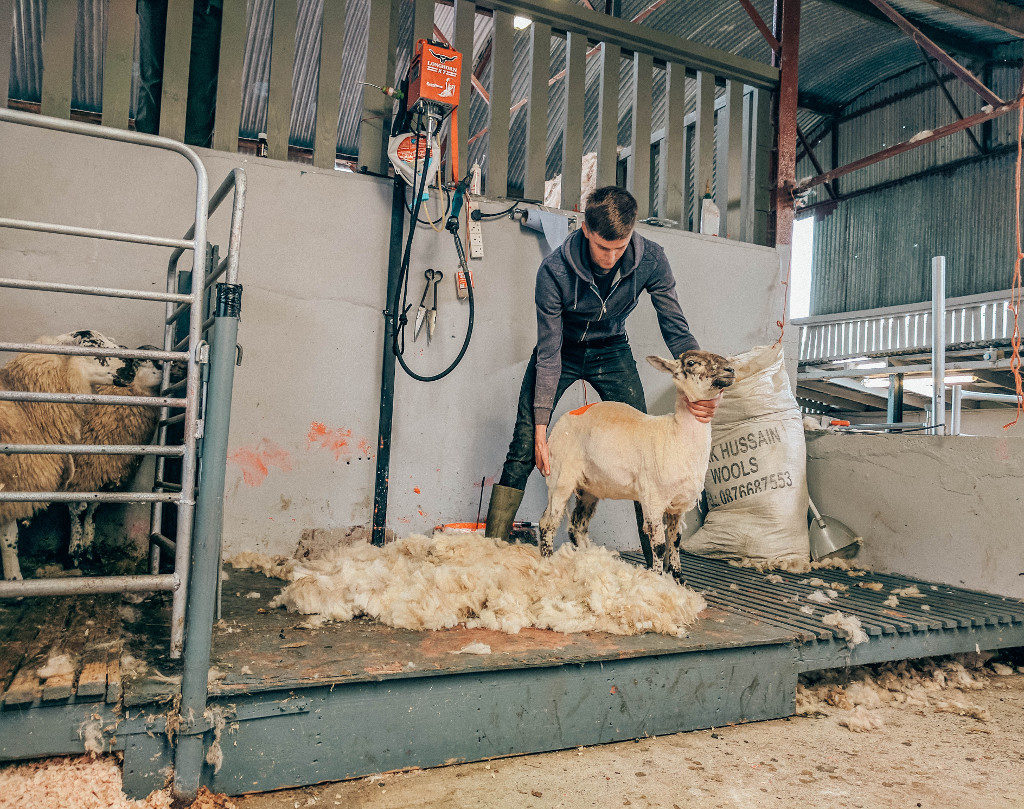 Kissane Sheep Farm: Experience Sheep Herding in Ireland