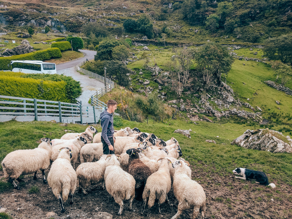 Kissane Sheep Farm: Experience Sheep Herding in Ireland