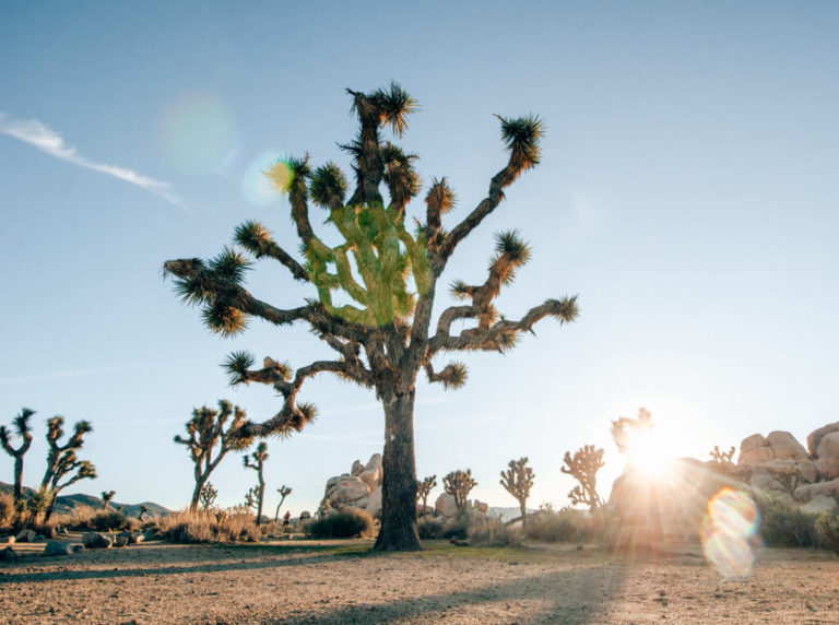 The Ultimate Joshua Tree Day Trip Itinerary: One Day in Joshua Tree ...