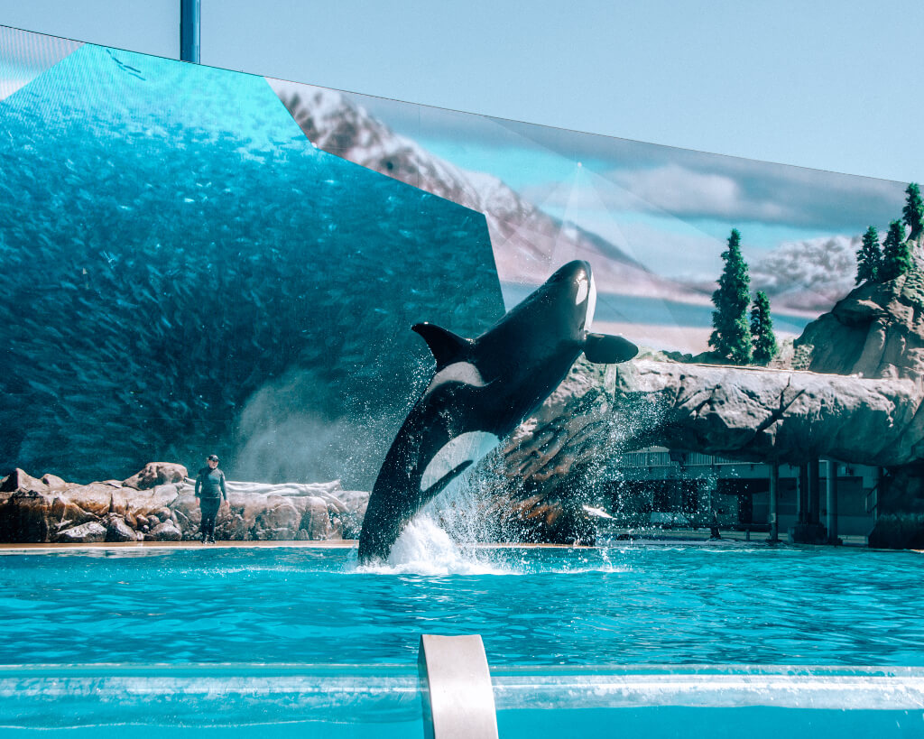 The Best Things to Do at SeaWorld San Diego