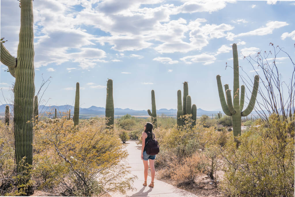 14 Spectacular Things to Do in Saguaro National Park, Arizona